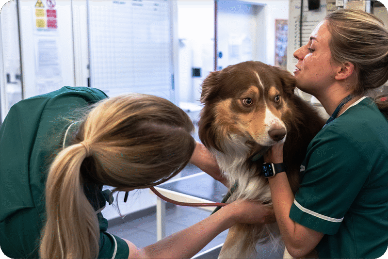 Mitral Valve Disease In Dogs - We are Kin Vet Community