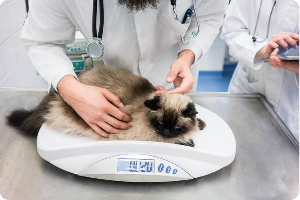 Cat Obesity & Weight Management | Kin Vet Community